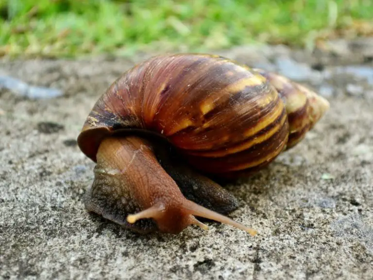 How Fast Does A Snail Move? A Comprehensive Look At Snail Speeds ...