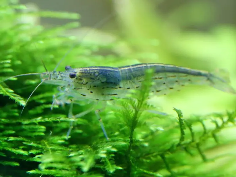 Amano Shrimp Care: How To Keep Your Shrimp Healthy And Happy - AquariumPub
