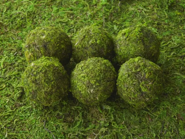 Moss Balls For Aquarium: Benefits, Care Tips, And FAQs - AquariumPub