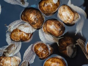 Can Snails Breathe Underwater? Exploring Snails' Respiratory Systems ...