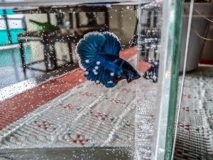 Betta Fish Losing Color: Causes And Solutions - AquariumPub