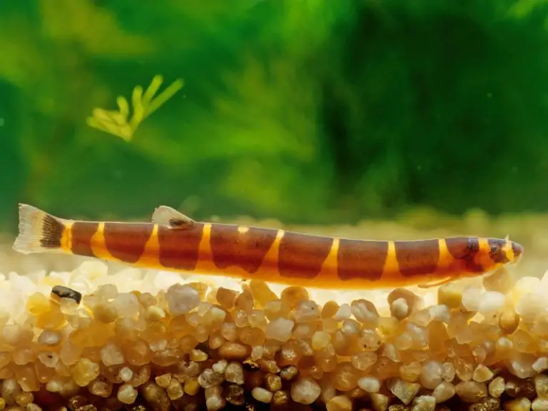 Kuhli Loach Tank Mates: A Comprehensive Guide - AquariumPub