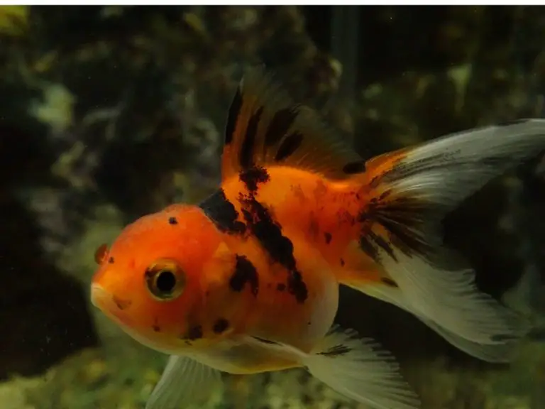 Bloated Goldfish: Causes, Symptoms, And Treatment - AquariumPub