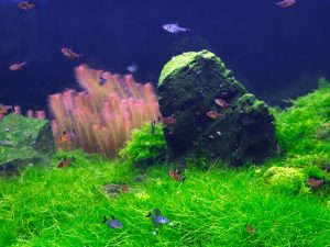 Micro Sword Plant: A Beginner's Guide To Growing And Caring For This ...