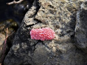 How Long Do Snail Eggs Take To Hatch: A Comprehensive Guide - AquariumPub