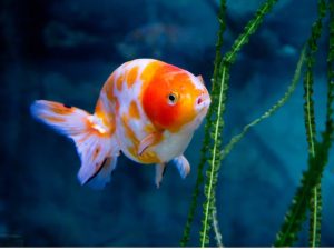 Red Spots On Goldfish: Causes And Treatment Options - AquariumPub